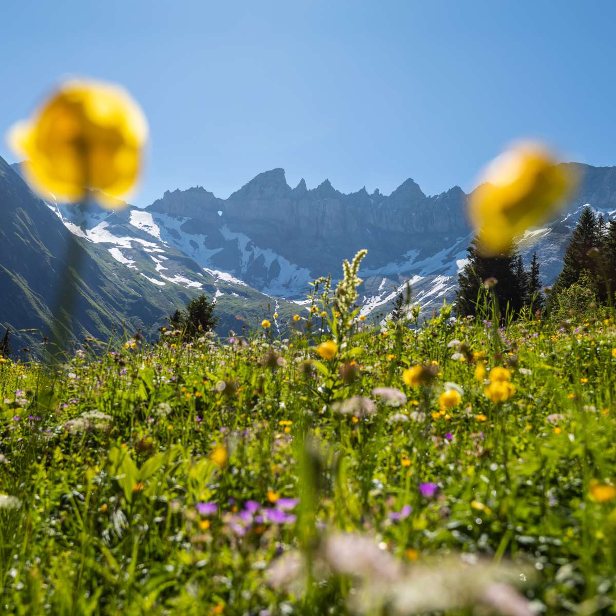 Herzlich Willkommen im Hotel Segnes - Hotel Segnes